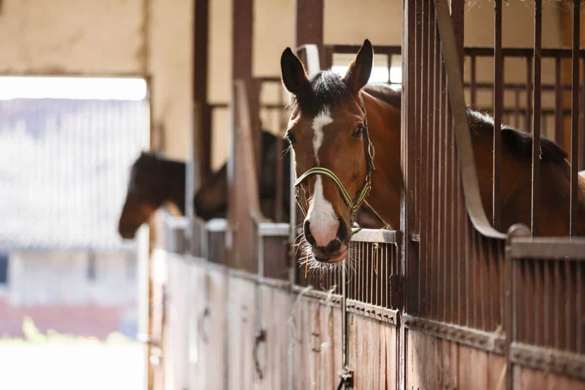 Home - Equine Legal Solutions