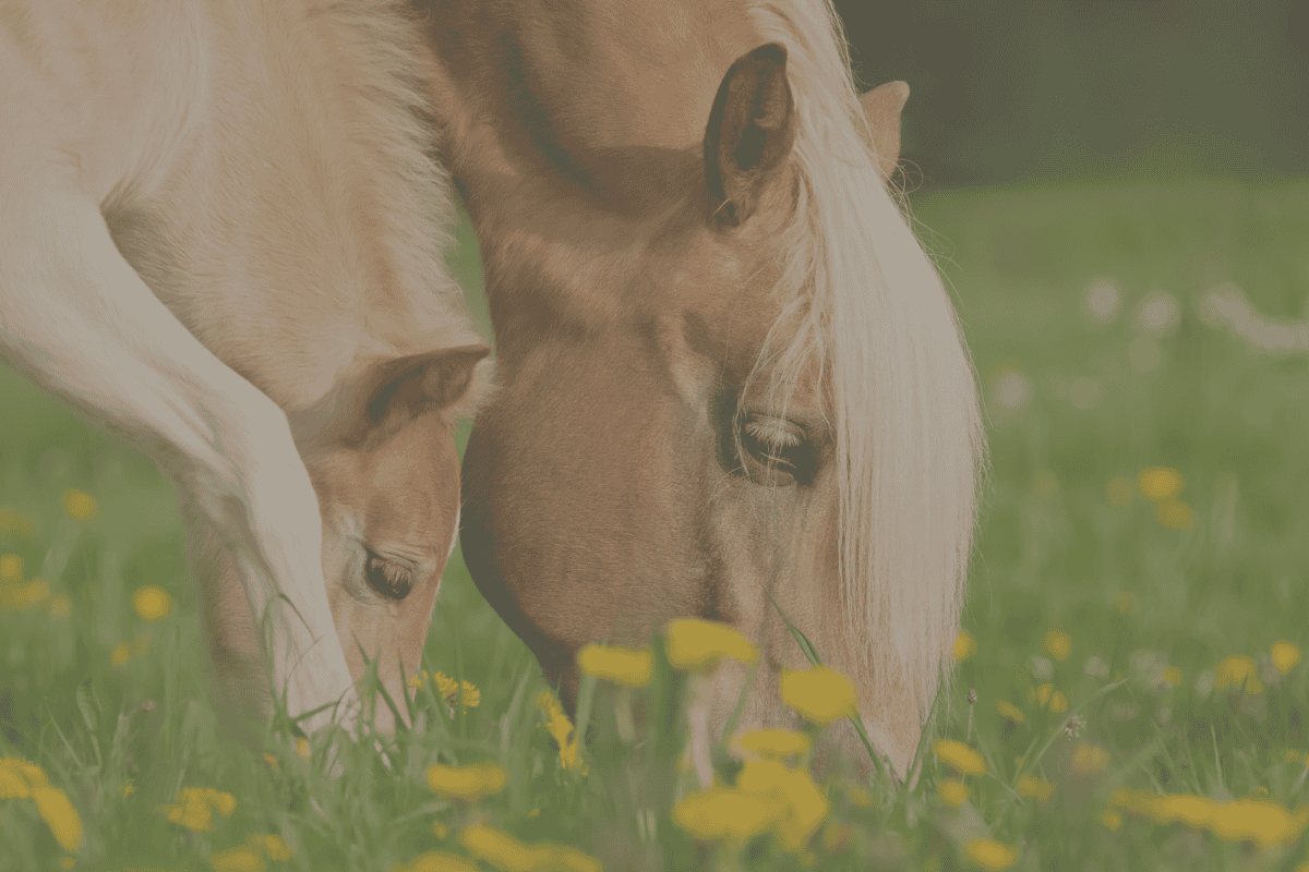 Shop All ELS Forms - Equine Legal Solutions