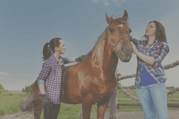 What Our Horse Sales Forms Include - Equine Legal Solutions