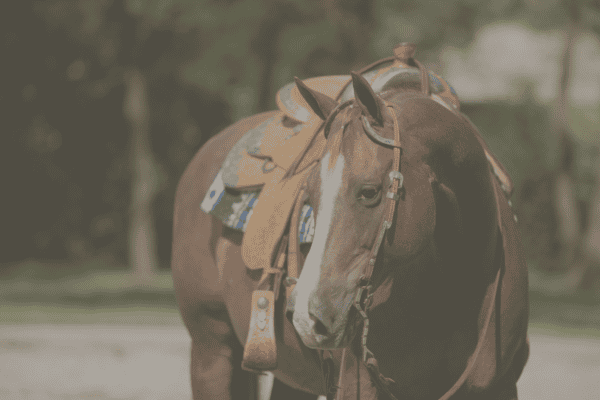 What Our Horse Sales Forms Include - Equine Legal Solutions