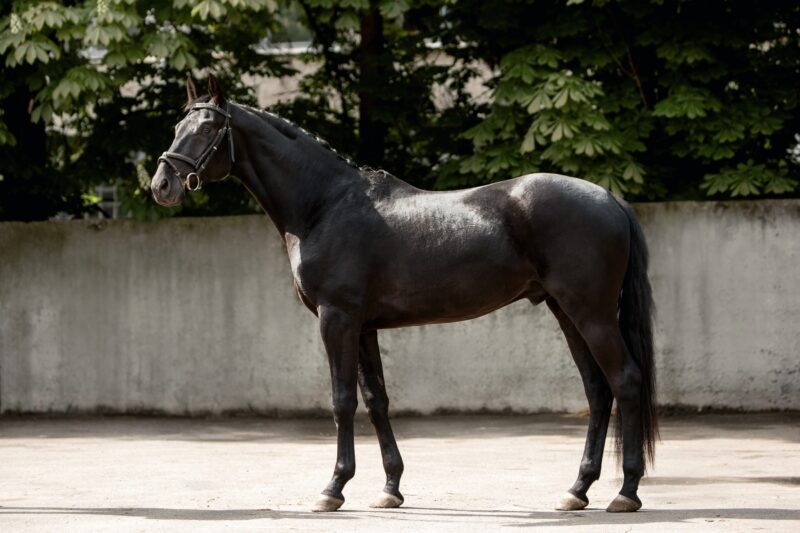 Read Before You Breed: Stallion Service Contracts for Mare Owners ...